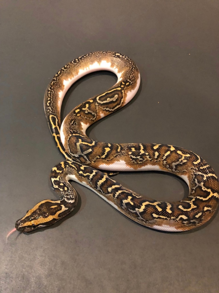 Pied Burmese Burmese Python by Serpents By Design LLC - MorphMarket
