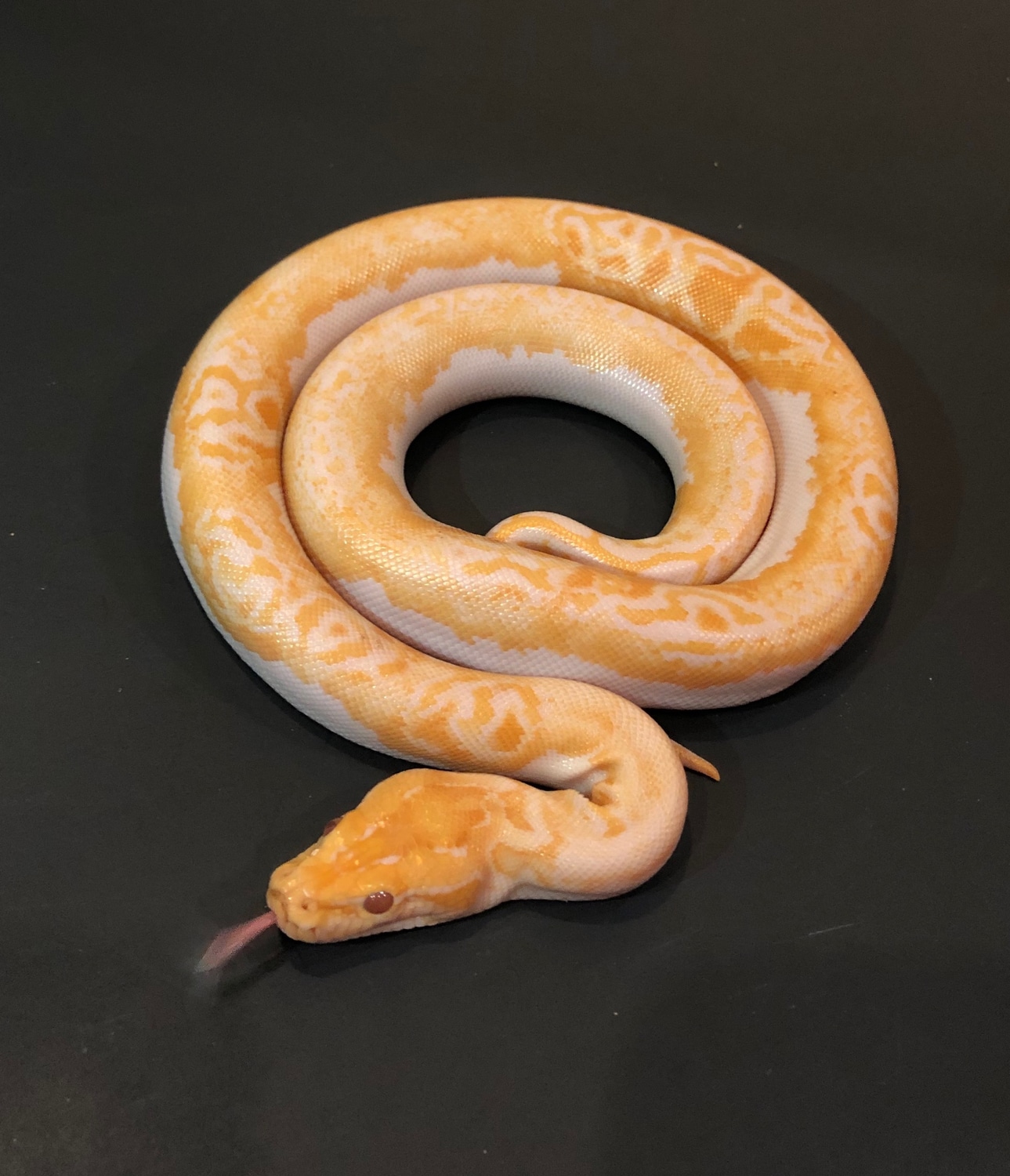 Albino Pied Burmese Python by Serpents By Design LLC - MorphMarket