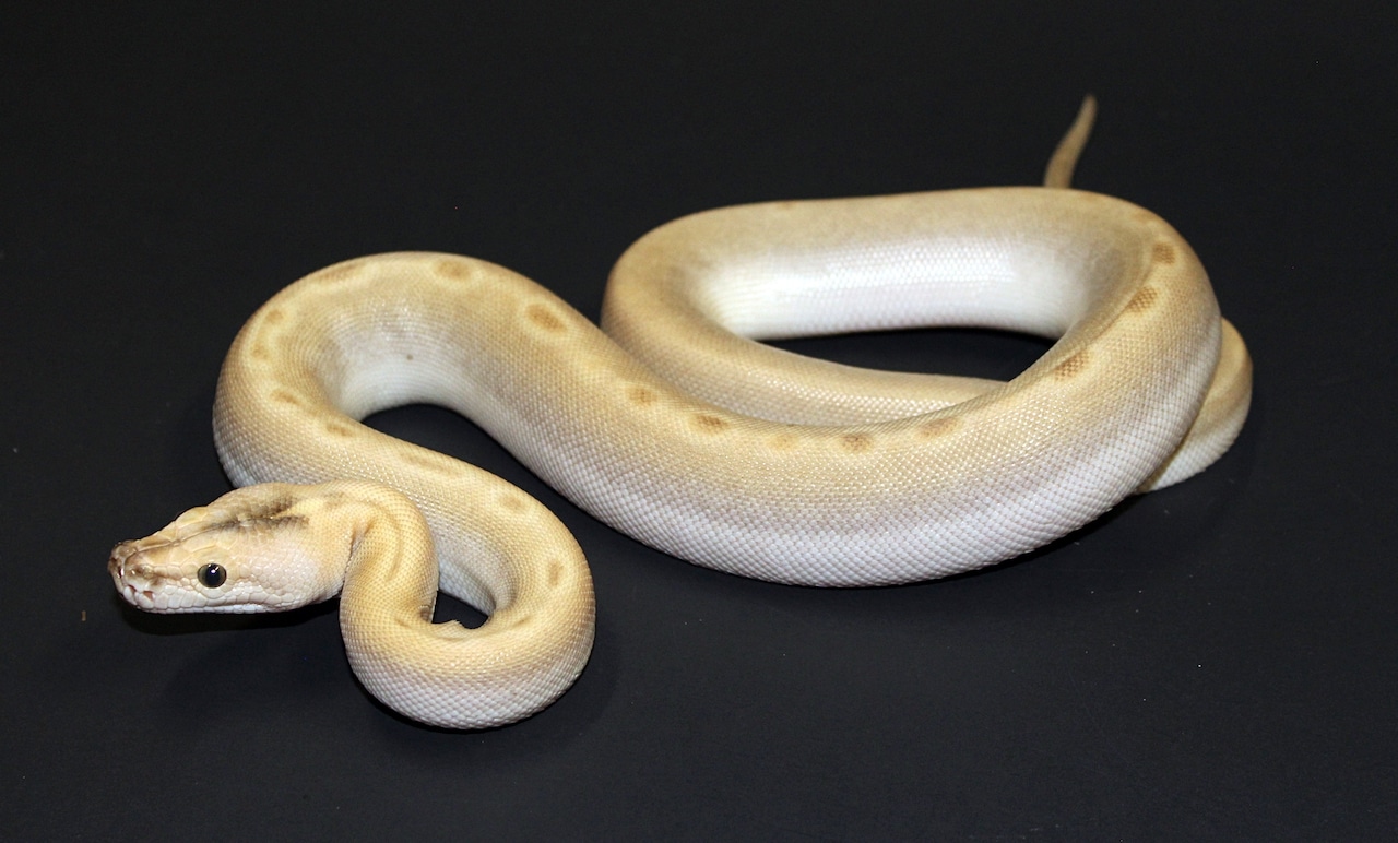 Hypo Green Burmese Python by Serpents By Design LLC - MorphMarket