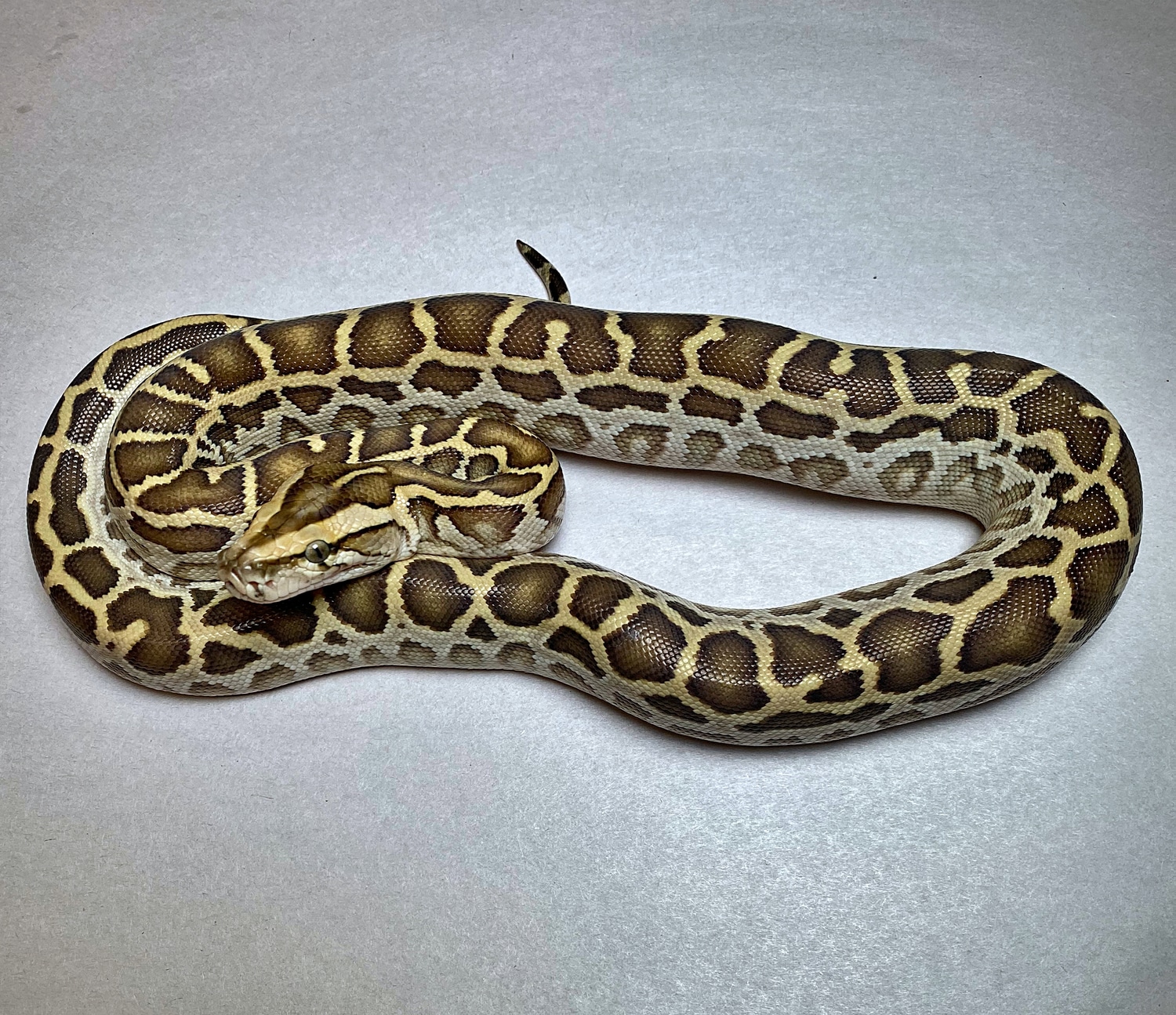 Hypo 100% Het Labyrinth, Albino Ph Granite Burmese Python by Serpents ...