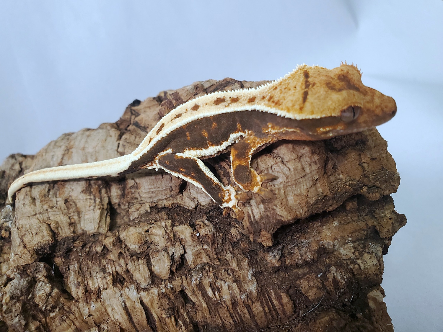 Dark Red Lily White Crested Gecko by Serpents By Design LLC - MorphMarket