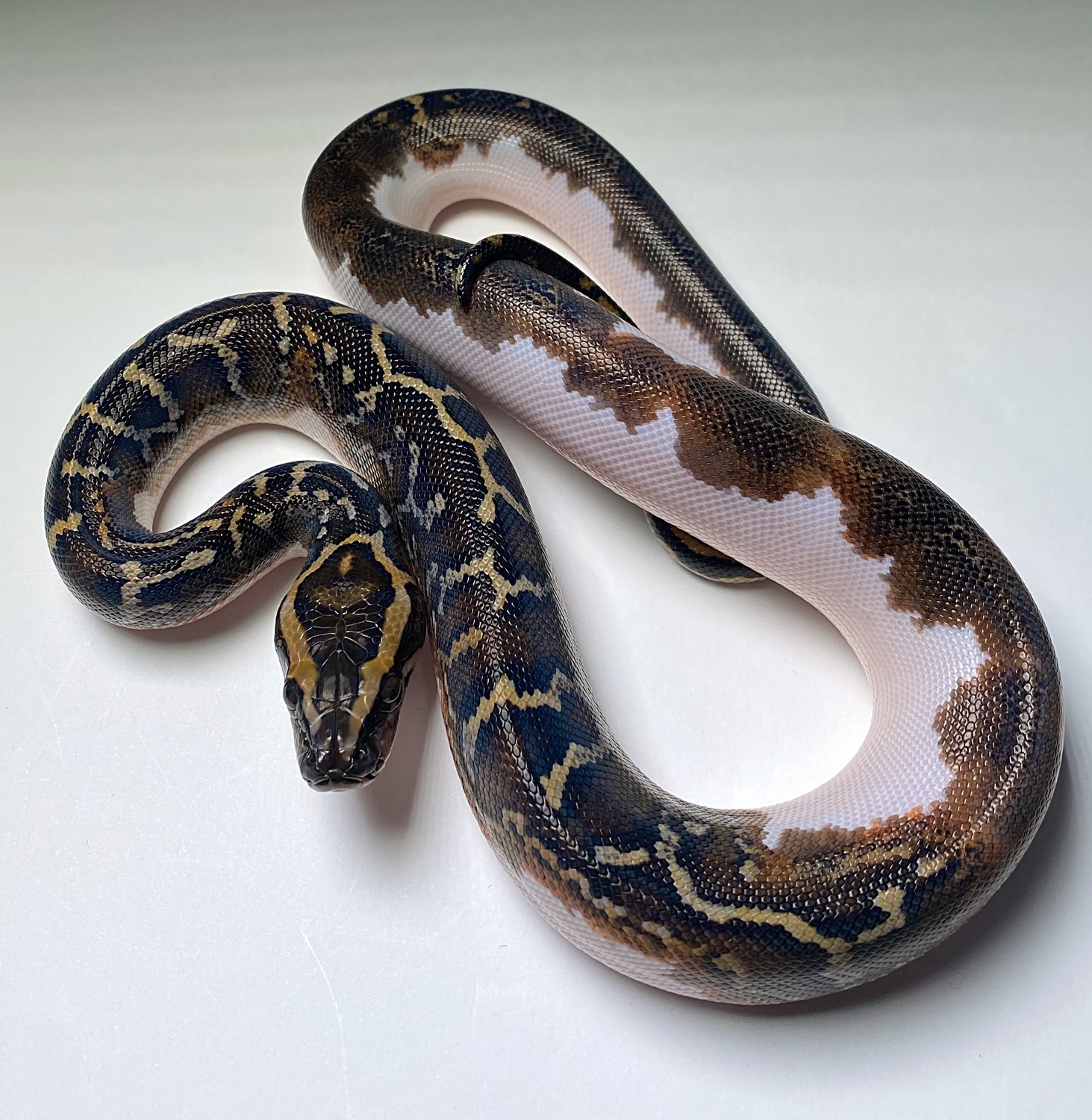 Pied 66% Het Albino Burmese Python by Serpents By Design LLC - MorphMarket