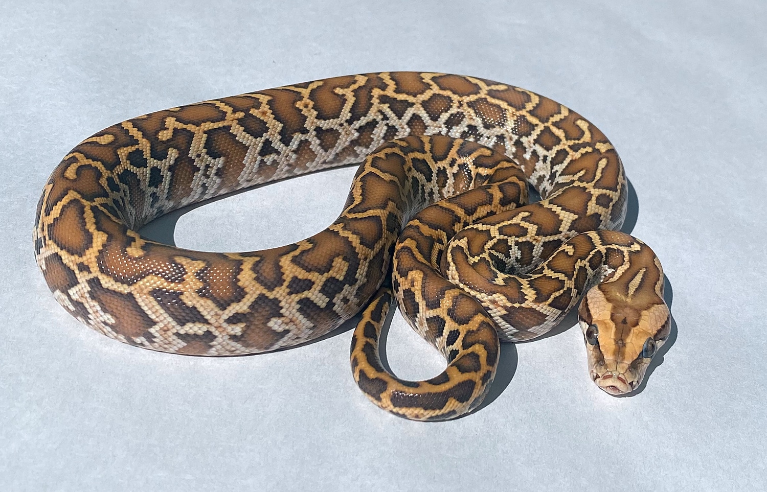*BLACK FRIDAY SALE* Caramel Het Albino, Ph Granite Burmese Python by ...