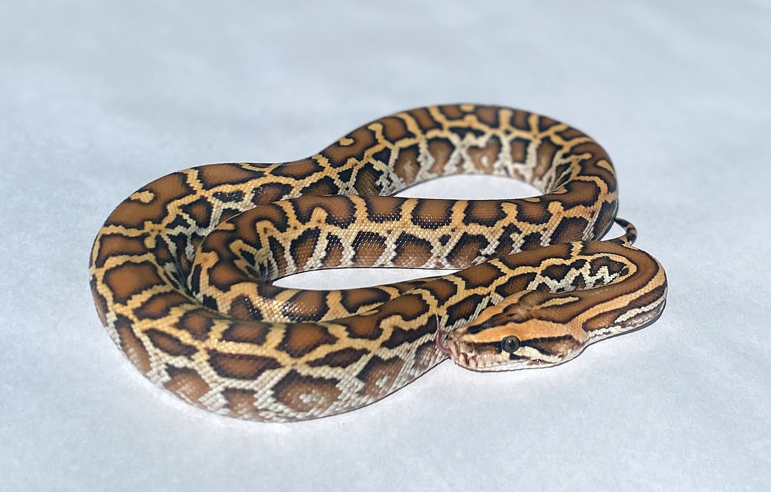 *BLACK FRIDAY SALE* Caramel Het Albino, Ph Granite Burmese Python by ...