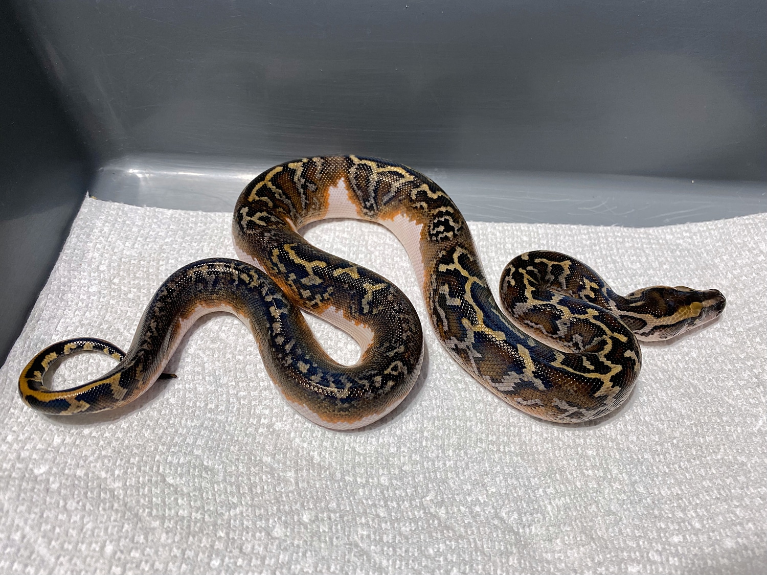 *Oktoberfest Sale* Piebald Ph Albino, Ph Granite, Ph Caramel Burmese ...