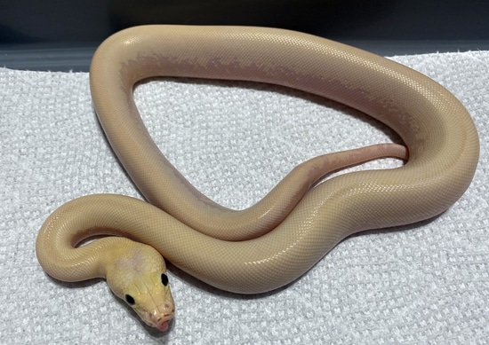 Ivory Het Granite Burmese Python by Serpents By Design LLC