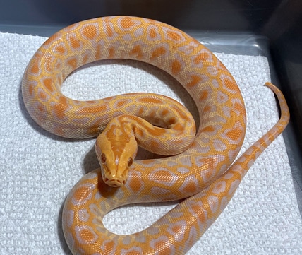 Albino Het Granite Ph Pied Burmese Python by Serpents By Design LLC ...