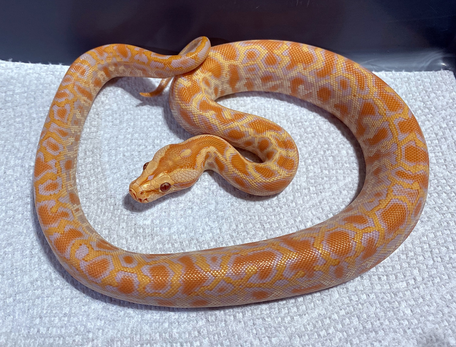 Albino Het Granite Ph Pied Burmese Python by Serpents By Design LLC ...