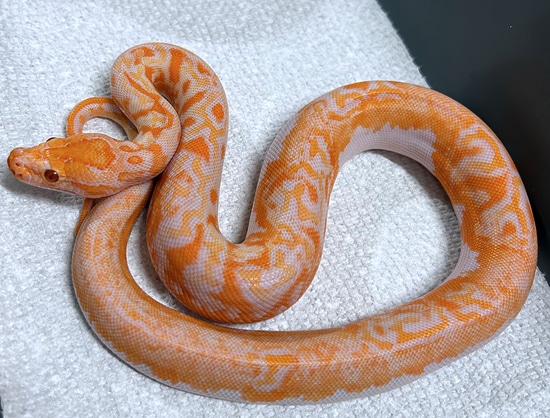 Albino Piebald Pos Het Granite Burmese Python by Serpents By Design LLC