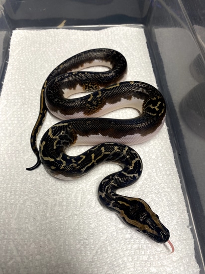2024 Piebald Female Burmese Python by Serpents By Design LLC