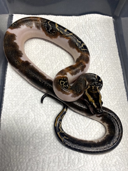 2024 Piebald Female Burmese Python by Serpents By Design LLC