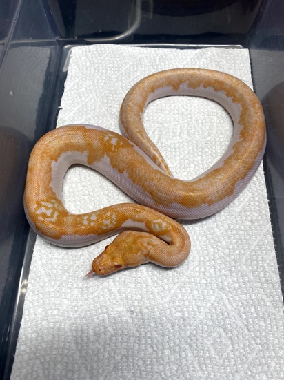 Albino Piebald 66% Het Caramel 50% Het Granite Burmese Python by ...