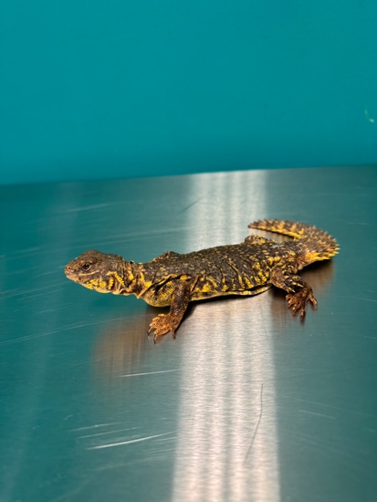 Yellow Niger Uromastyx by The Serpent's Den
