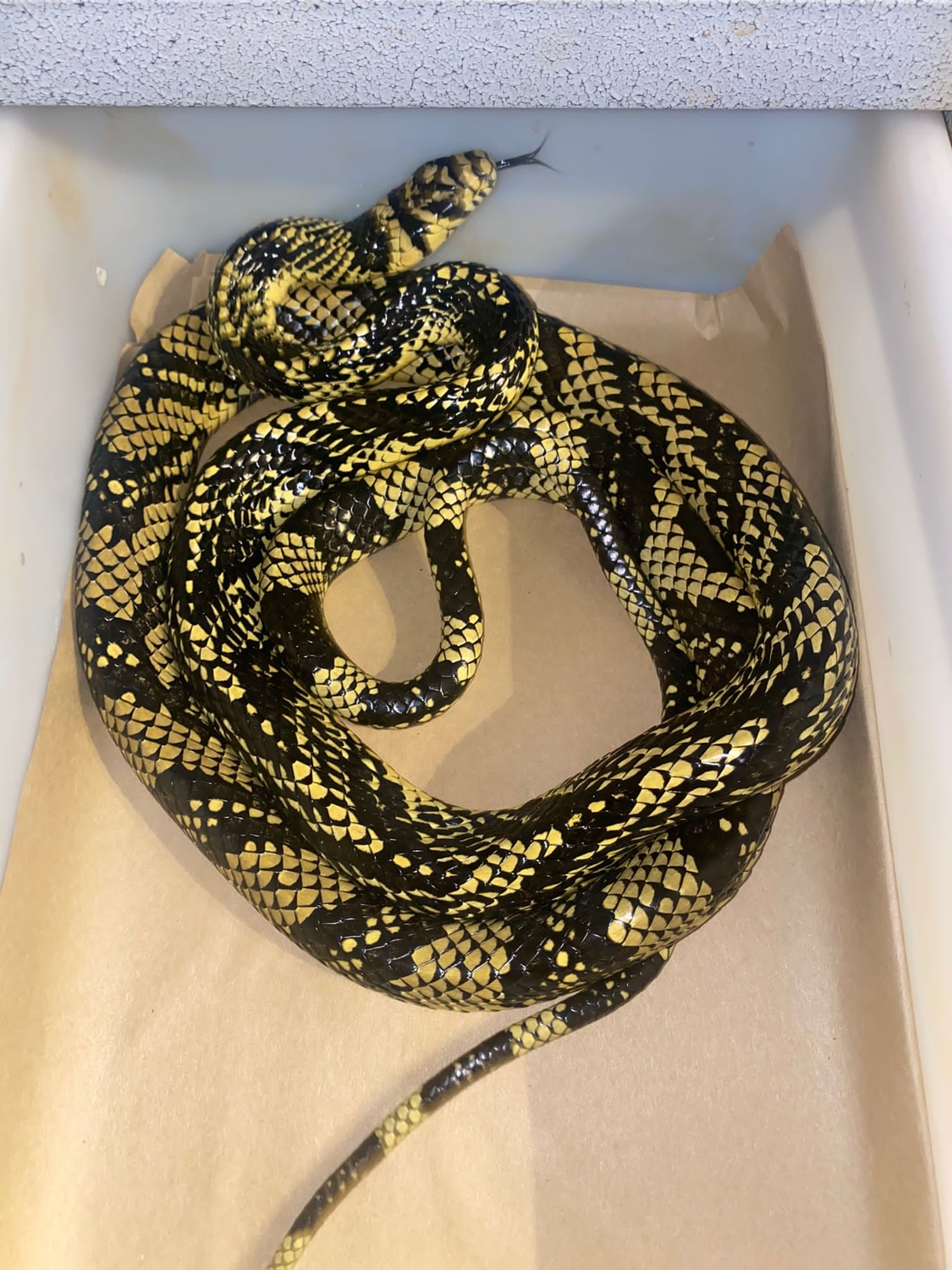 Mexican Tiger Other Rat Snake by Serpent Source LLC - MorphMarket