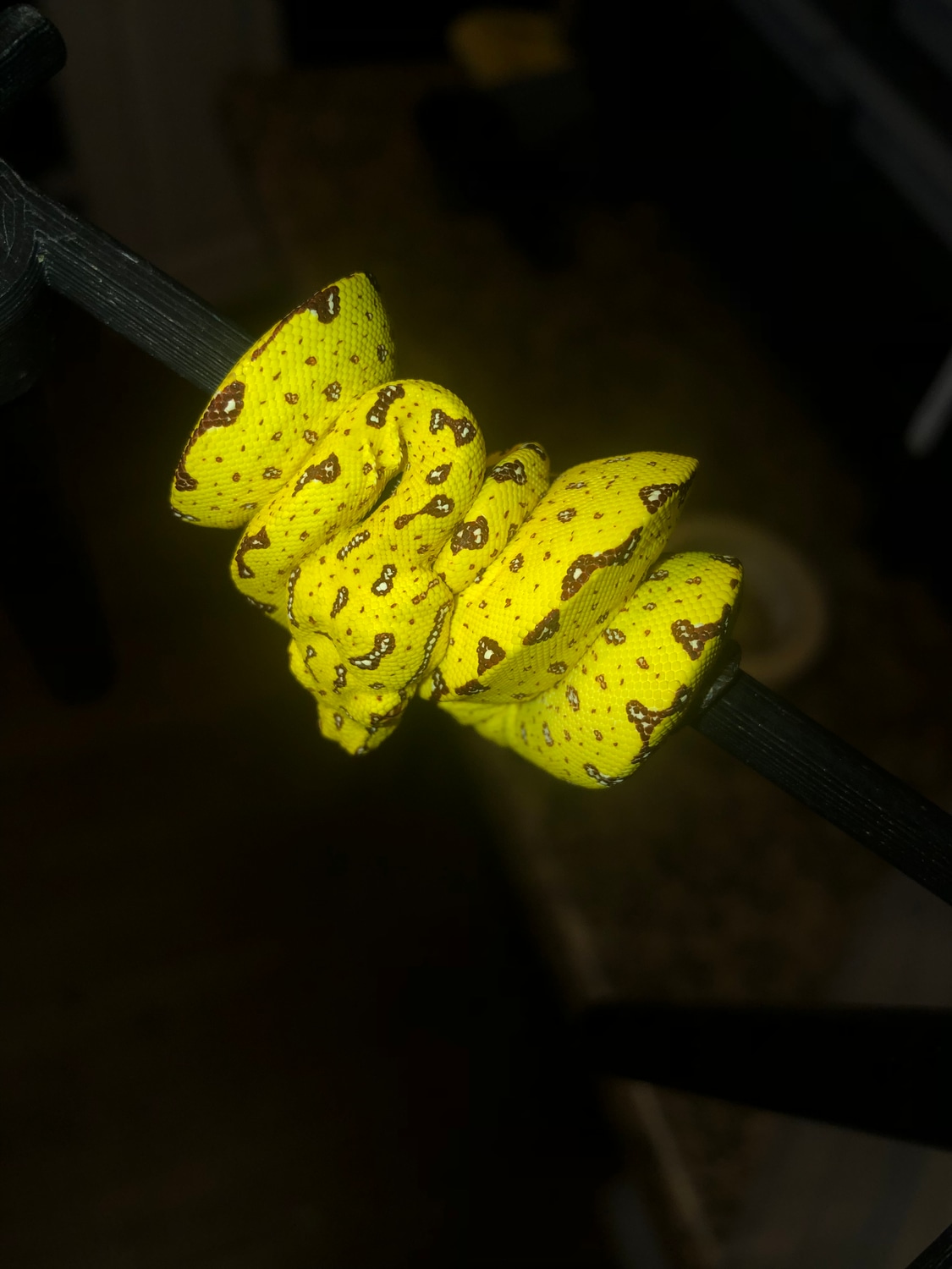 Biak Green Tree Python by Serpent Source LLC - MorphMarket