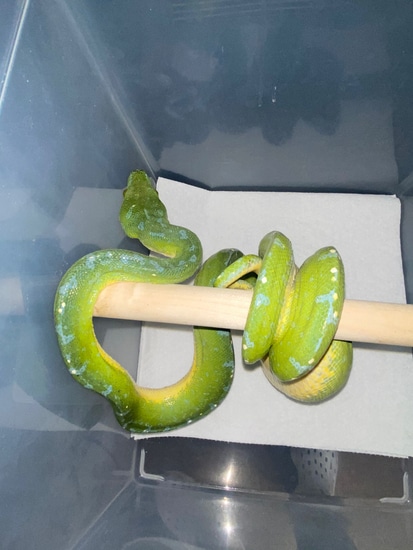 Timika GTP Green Tree Python by Serpent Source LLC