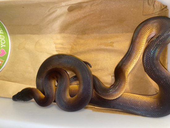 White Lipped White-Lipped Python by Serpent Source LLC