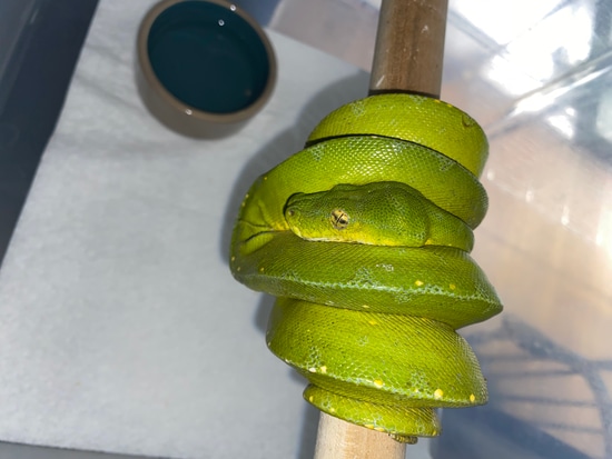 Cyclops Mountain Green Tree Python by Serpent Source LLC