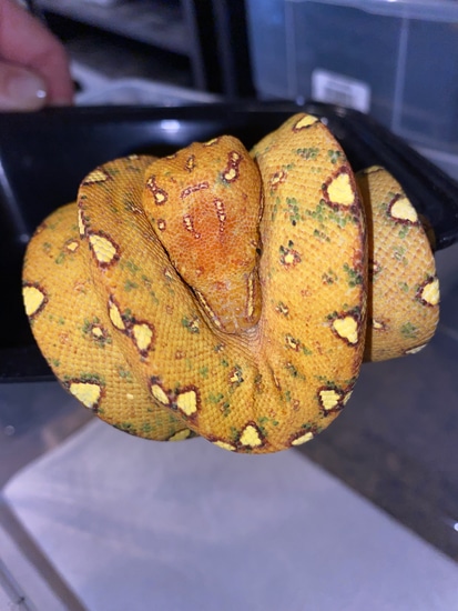 Red Biak Green Tree Python by Serpent Source LLC