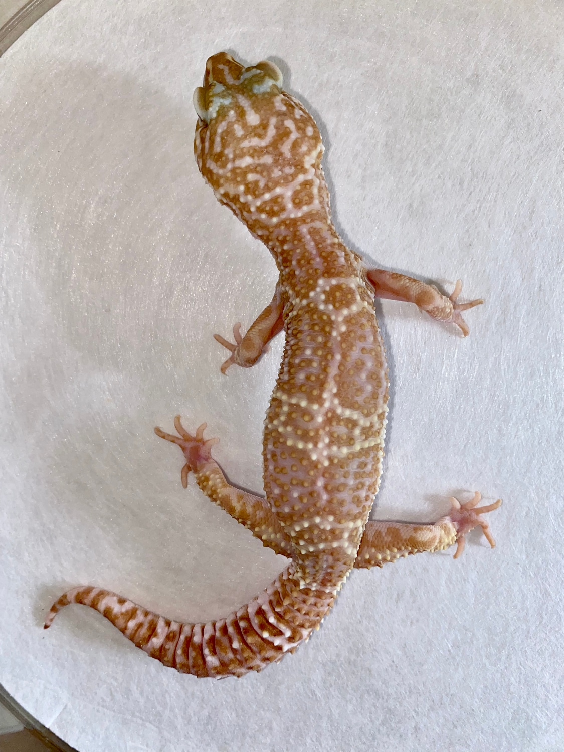 Chocolate Albino Leopard Gecko by Serpent Source LLC - MorphMarket