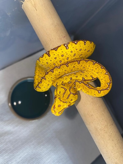 Misol Island Green Tree Python CB Neonate by Serpent Source LLC