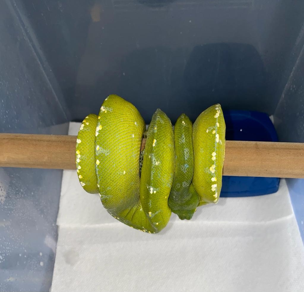 Misol Green Tree Python by Serpent Source LLC - MorphMarket