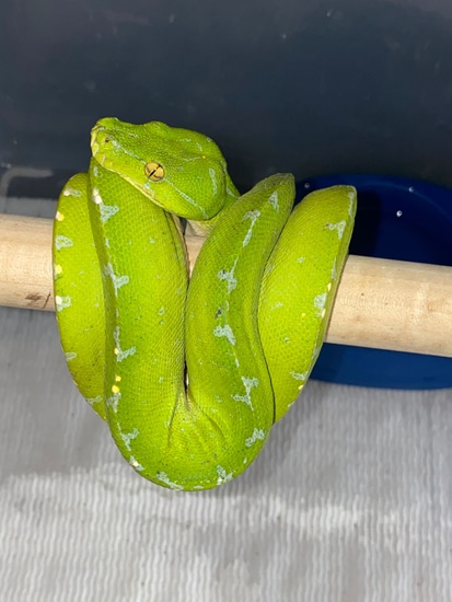 Timika Green Tree Python by Serpent Source LLC