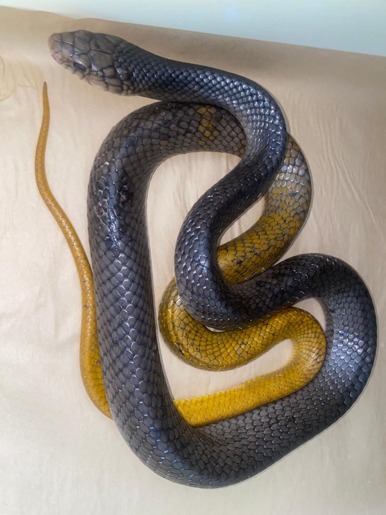 Yellow Tail Cribo Other Colubrid by Serpent Source LLC - MorphMarket