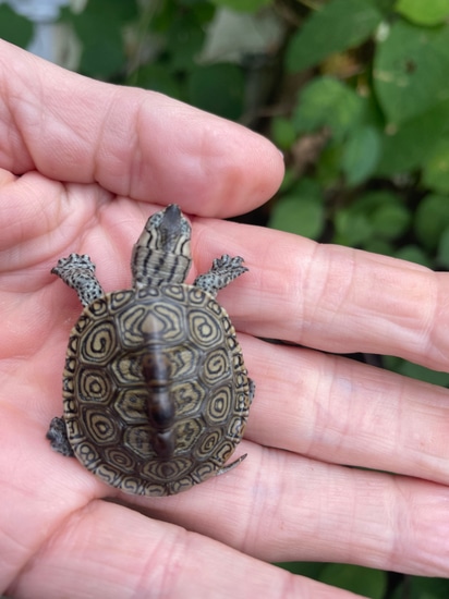 Concentric Diamondback Terrapin Box Turtle by Serpent Source LLC