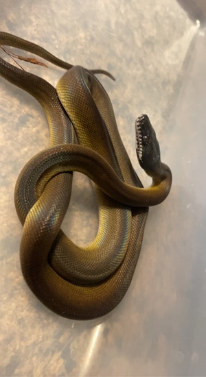 White Lipped Python White-Lipped Python by Serpent Source LLC