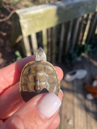 Concentric Diamondback Terrapin Box Turtle by Serpent Source LLC