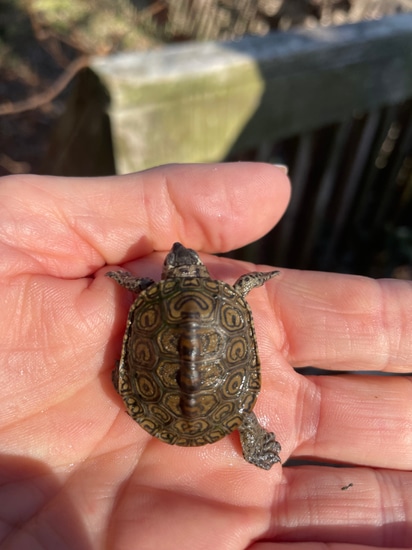 Concentric Diamondback Terrapin Box Turtle by Serpent Source LLC