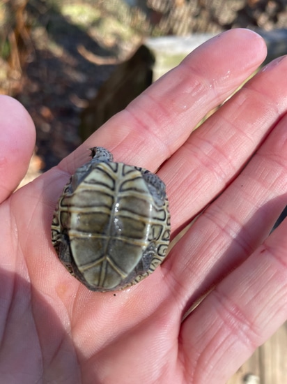 Concentric Diamondback Terrapin Box Turtle by Serpent Source LLC