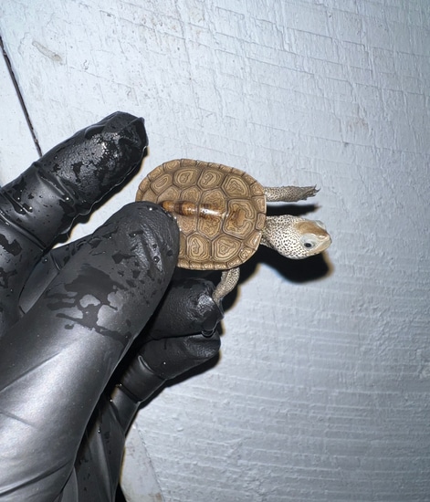 Northern Diamond Back Terrapins Box Turtle by Serpent Source LLC