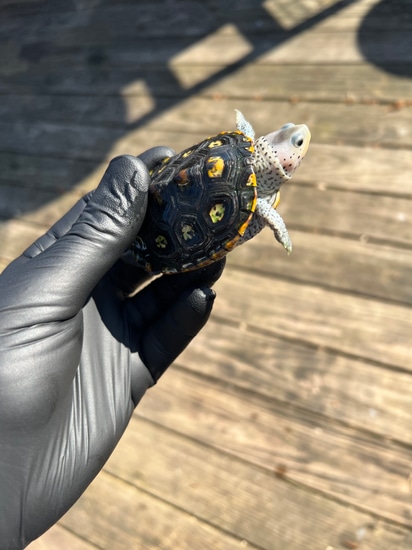 Ornate Diamondback Terrapin Box Turtle by Serpent Source LLC