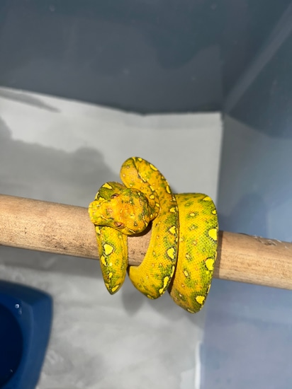 Biak Green Tree Python by Serpent Source LLC