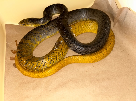 Yellow Tail Cribo Cribo & Indigo Snakes by Serpent Source LLC