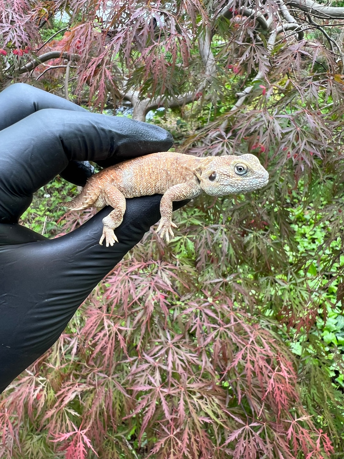 Shield-tailed Agama Xenagama Taylori More Lizard by Serpent Source LLC ...