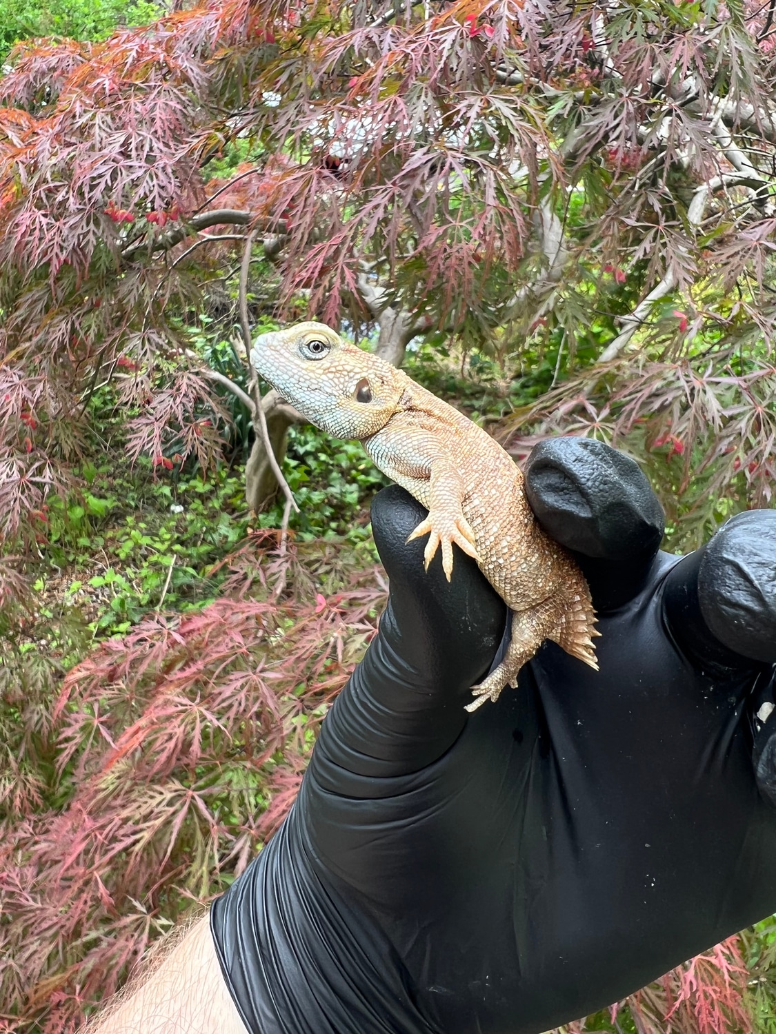 Shield-tailed Agama Xenagama Taylori More Lizard by Serpent Source LLC ...