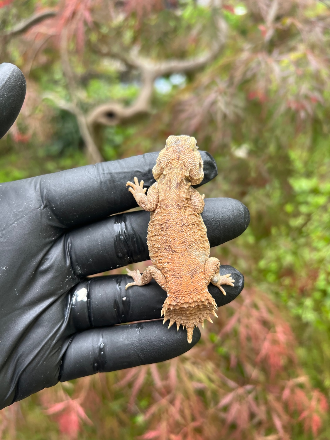 Shield-tailed Agama Xenagama Taylori More Lizard by Serpent Source LLC ...