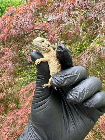 Shield-tailed Agama Xenagama Taylori More Lizard by Serpent Source LLC