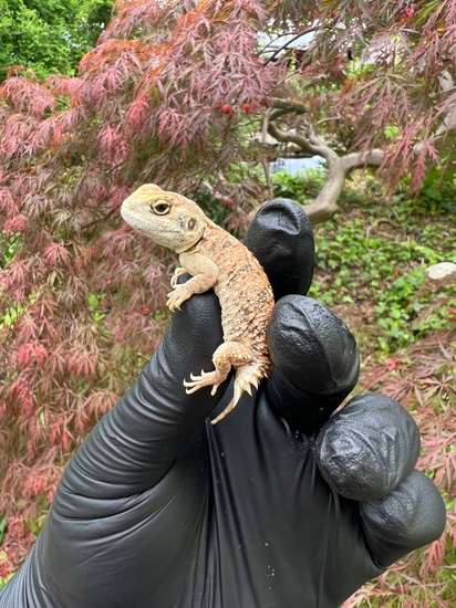Shield-tailed Agama Xenagama Taylori More Lizard by Serpent Source LLC