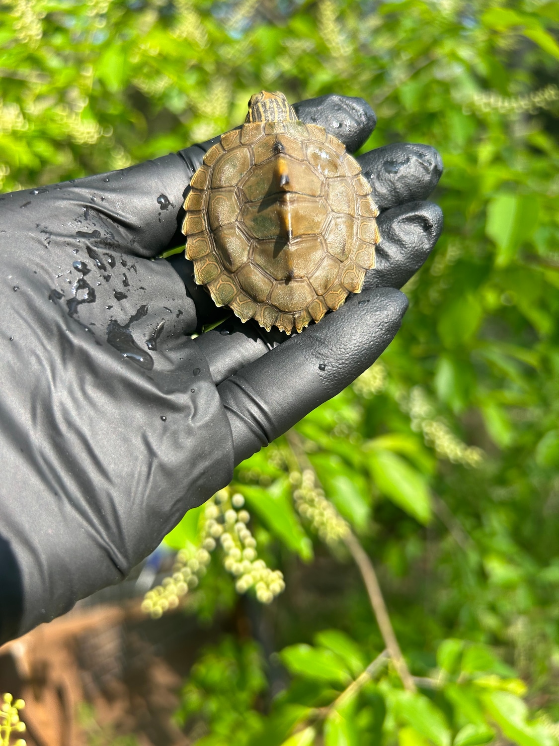 Barbour's Map Turtle by Serpent Source LLC - MorphMarket