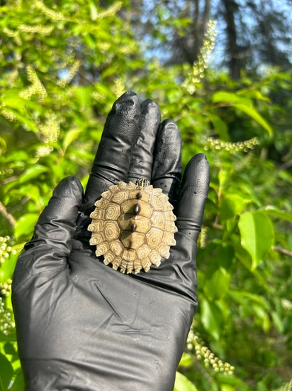 Southern Black Knobbed Sawback Map Turtle by Serpent Source LLC