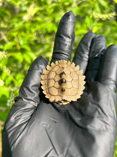 Northern Black Knobbed Sawback Map Turtle by Serpent Source LLC