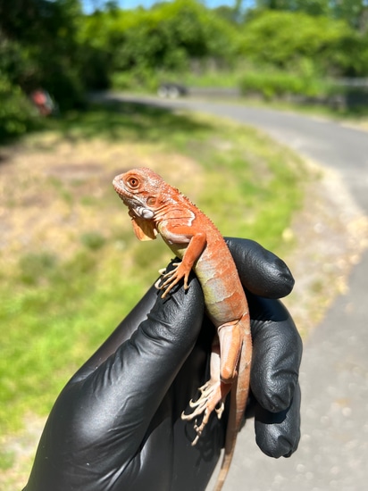 Super Red Translucent Iguana Green Iguana by Serpent Source LLC