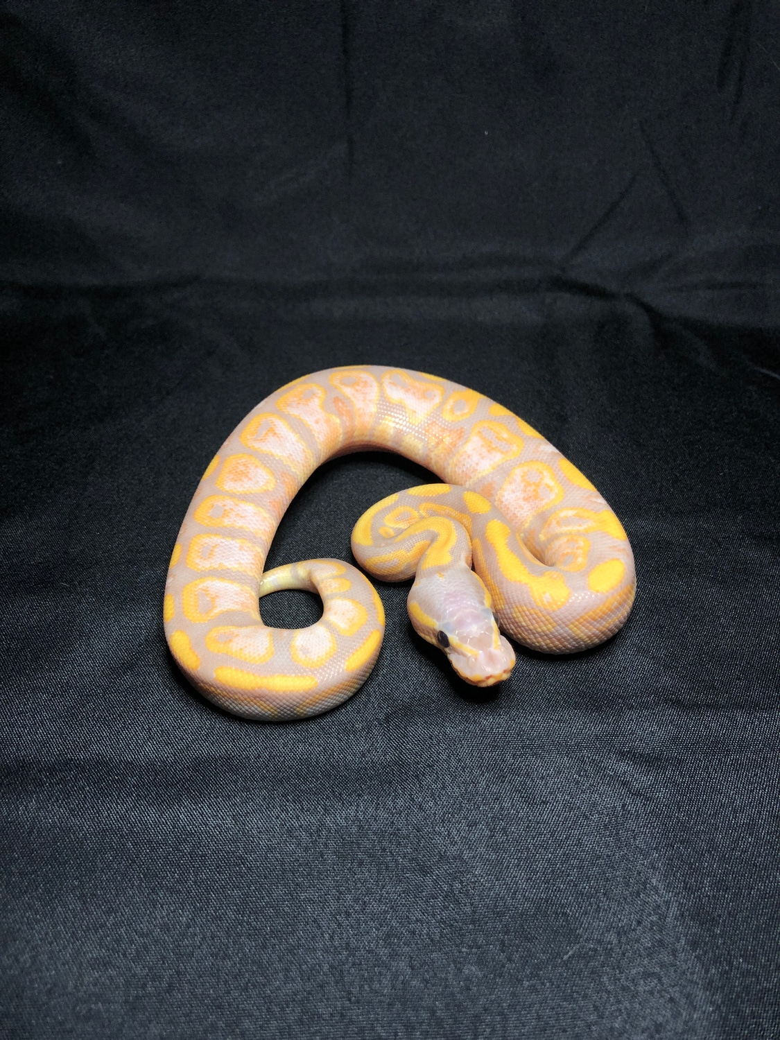 Orange Dream Yellowbelly Banana 66% Het Pied Ball Python by Serpent ...