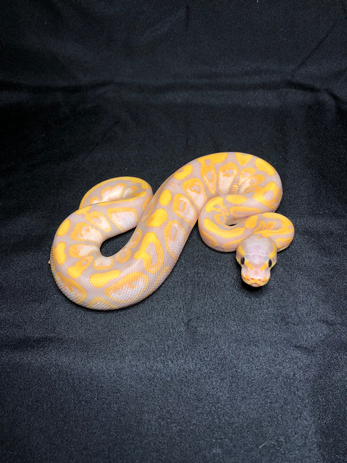 Orange Dream Yellowbelly Banana 66% Het Pied Ball Python by Serpent ...