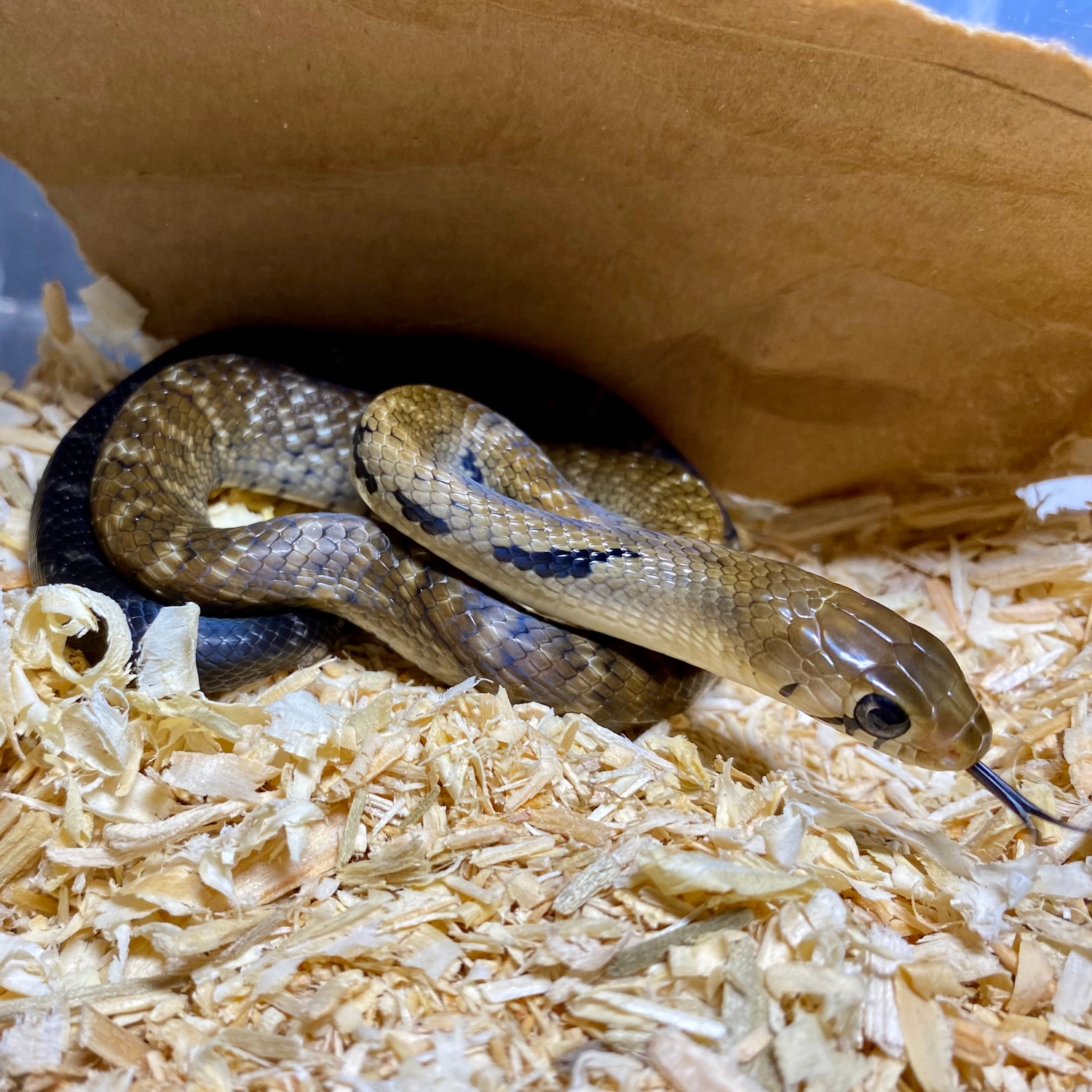 2023 Drymarchon Melanurus (Black-tailed Cribo) Cribo & Indigo Snake by ...