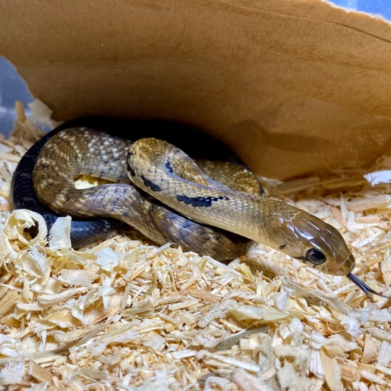 2023 Drymarchon Melanurus (Black-tailed Cribo) Cribo & Indigo Snakes by ...